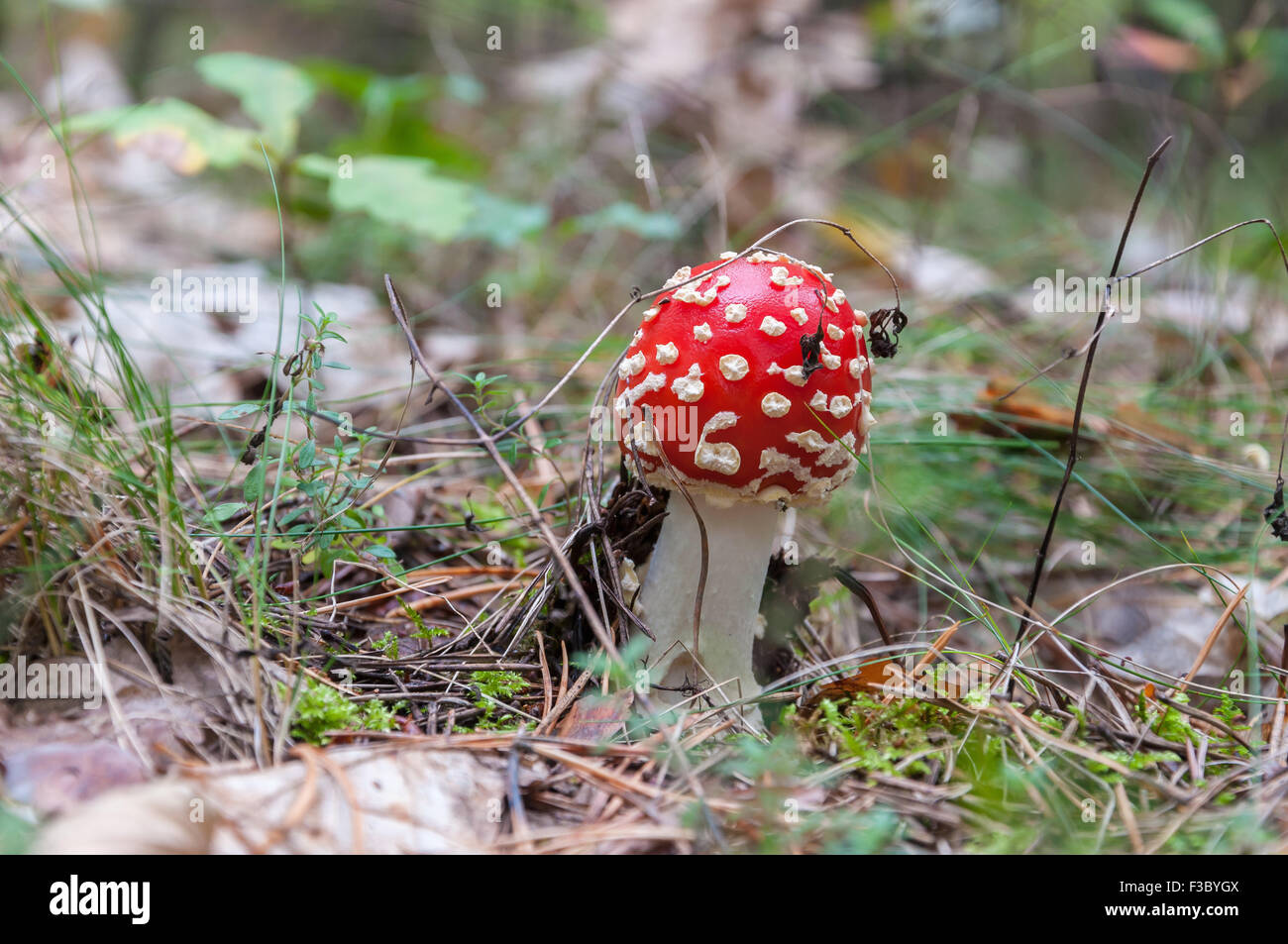 Forest red toadstool hi-res stock photography and images - Alamy
