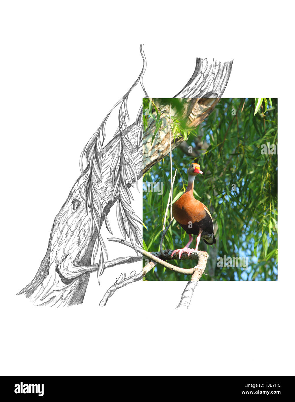 This is one of only 27 Creative Context images we have created; photo ...