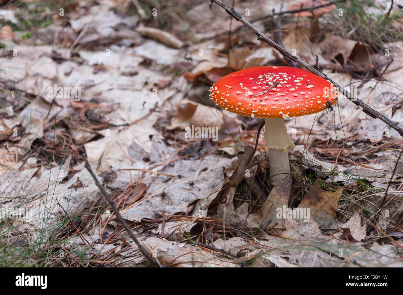 Red toadstool in a forest Stock Photo - Alamy