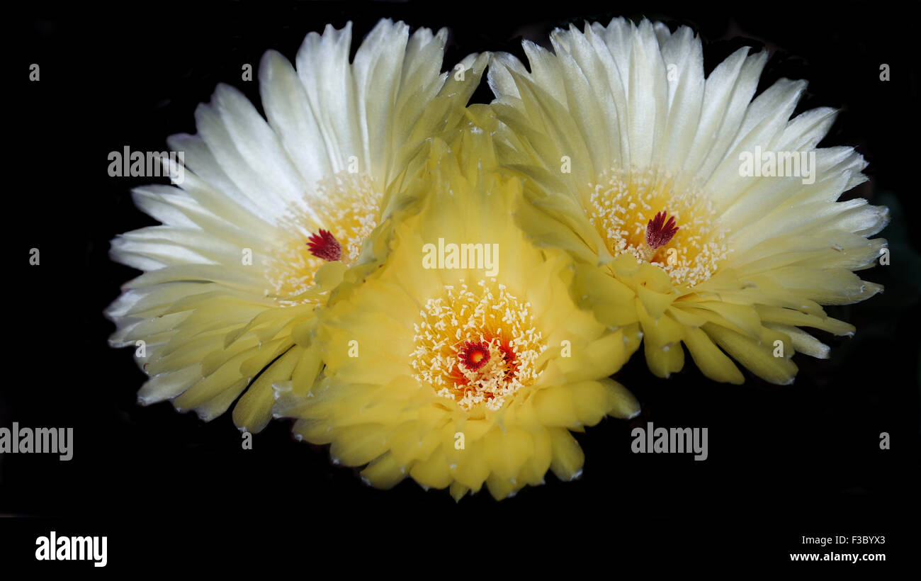 Three cactus flowers isolated on black background Stock Photo - Alamy