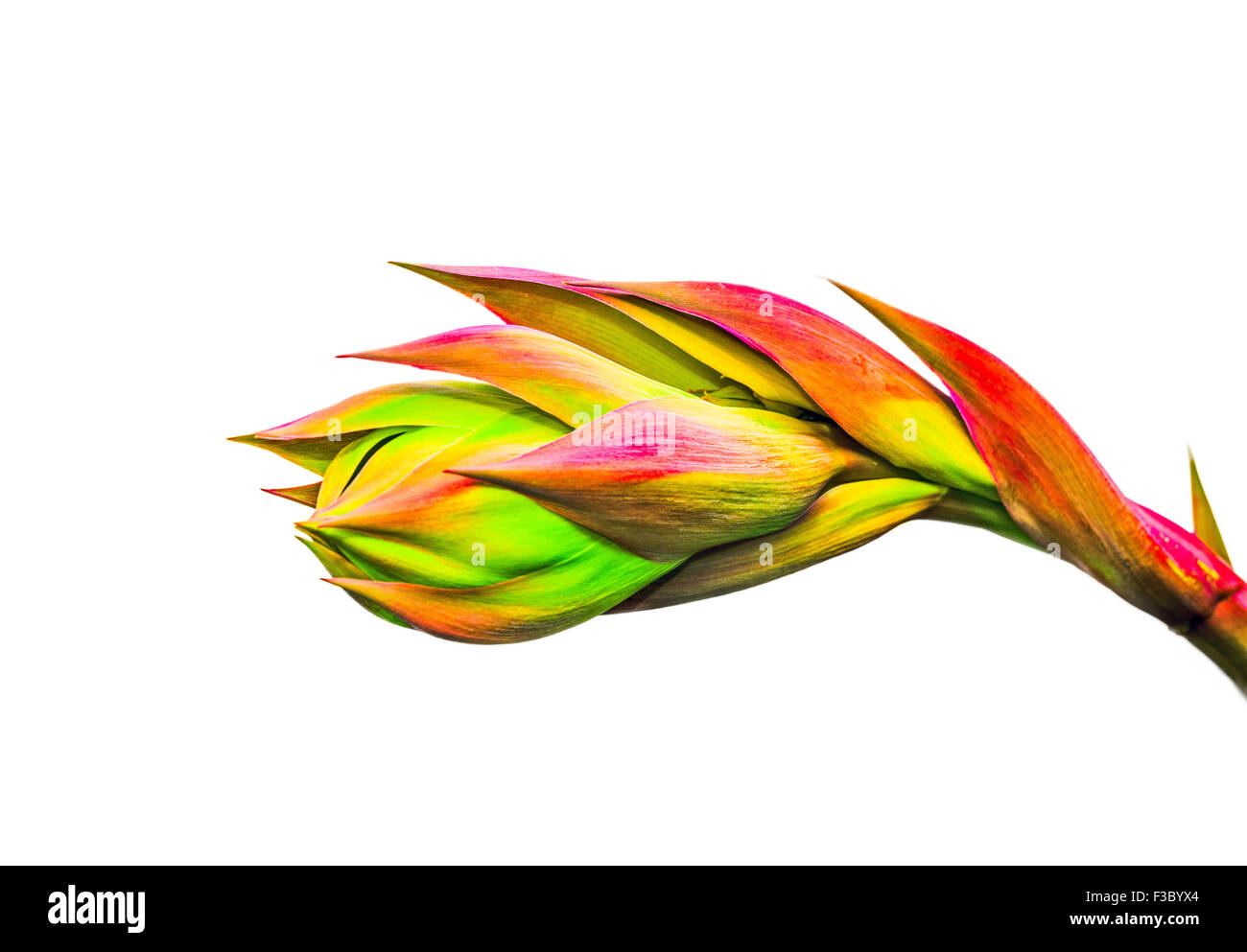 Yucca Plants South Florida