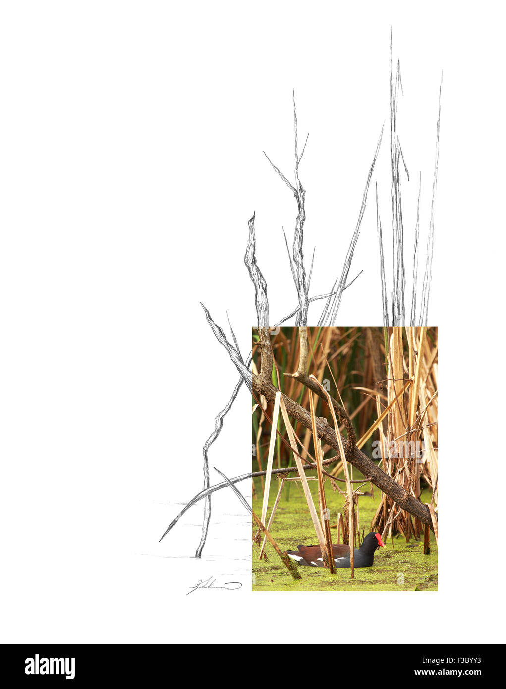 This is one of only 27 Creative Context images we have created; photo ...