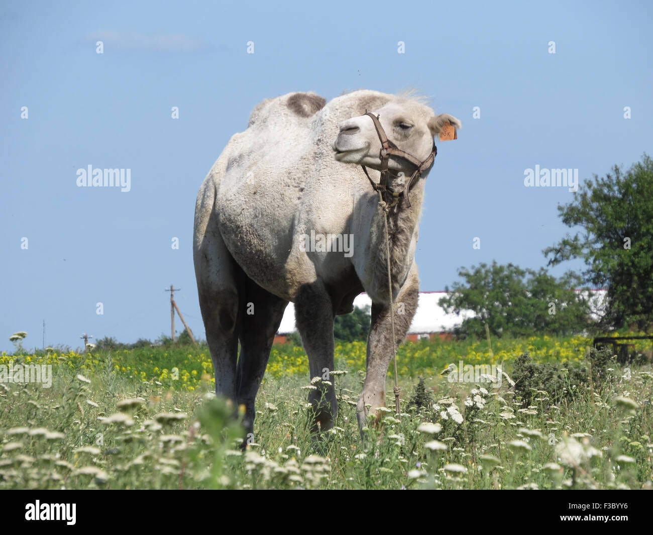 Camel on a pasture. Animals on private farm Stock Photo - Alamy