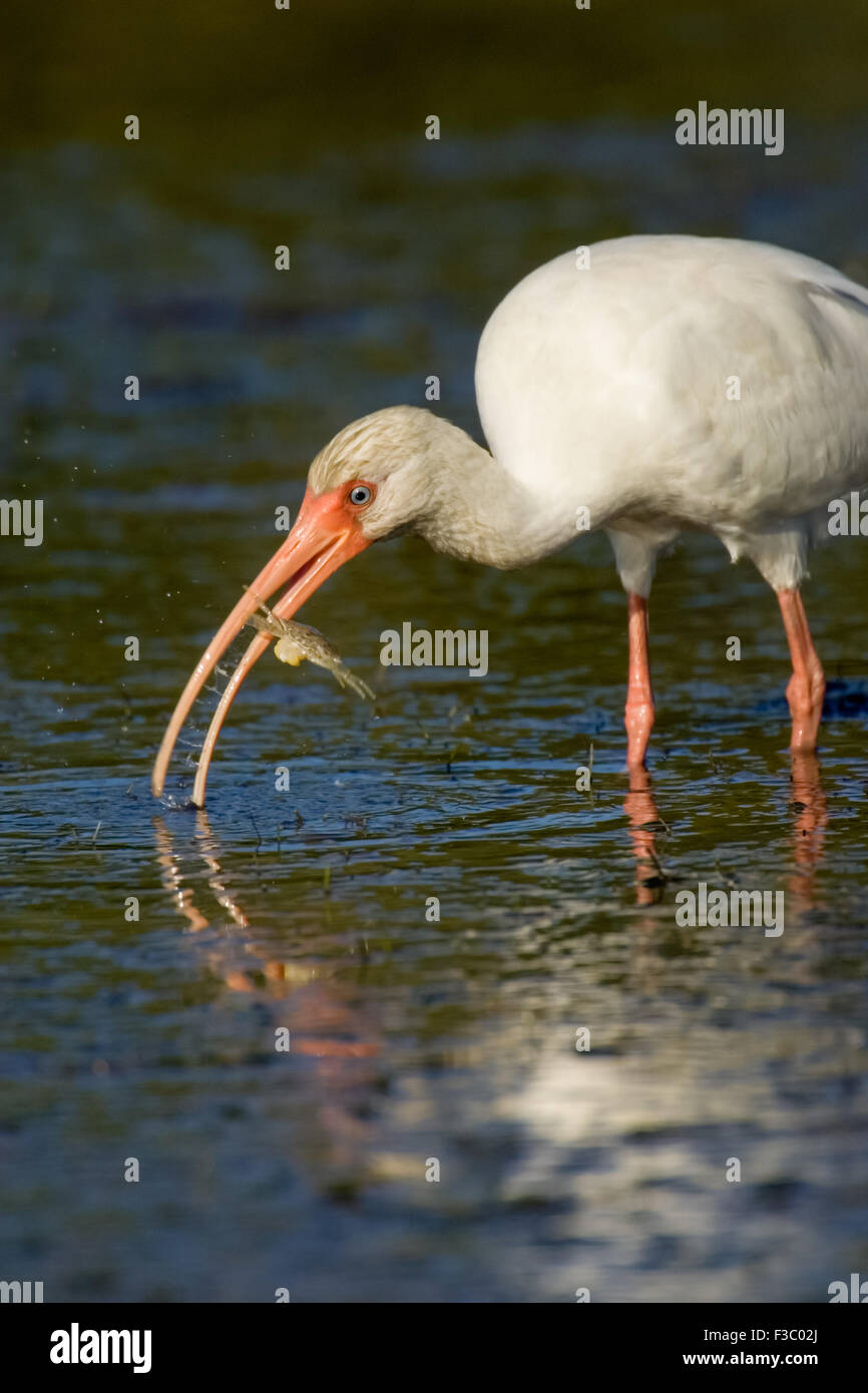 White Ibis eating female, egg-bearing, Blue Crab in Little Estero ...