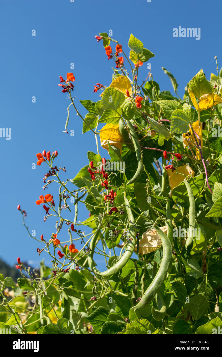 Scarlet Runner Beans growing on a tepee trellis in Leavenworth ...
