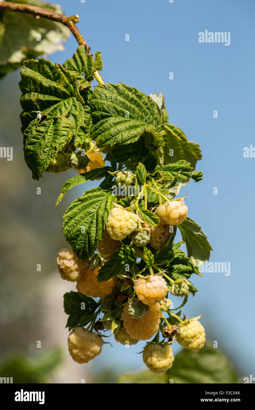 The Gold raspberry is similar in characteristics to the Red raspberry ...