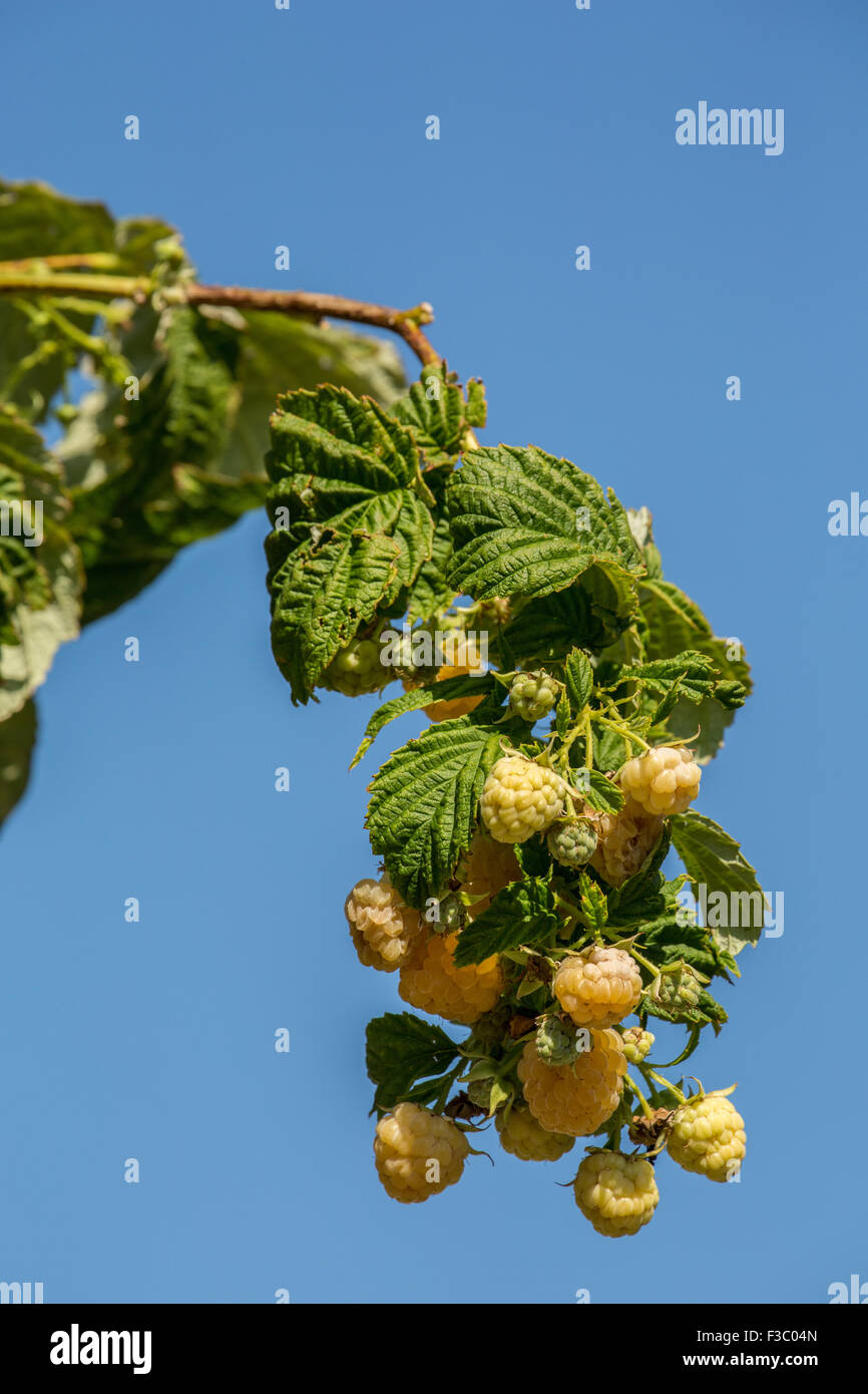 The Gold raspberry is similar in characteristics to the Red raspberry ...