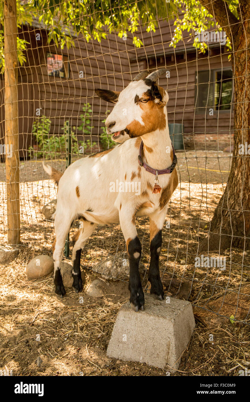 Alpine dairy goat in Leavenworth, Washington, USA. The Alpine is a ...