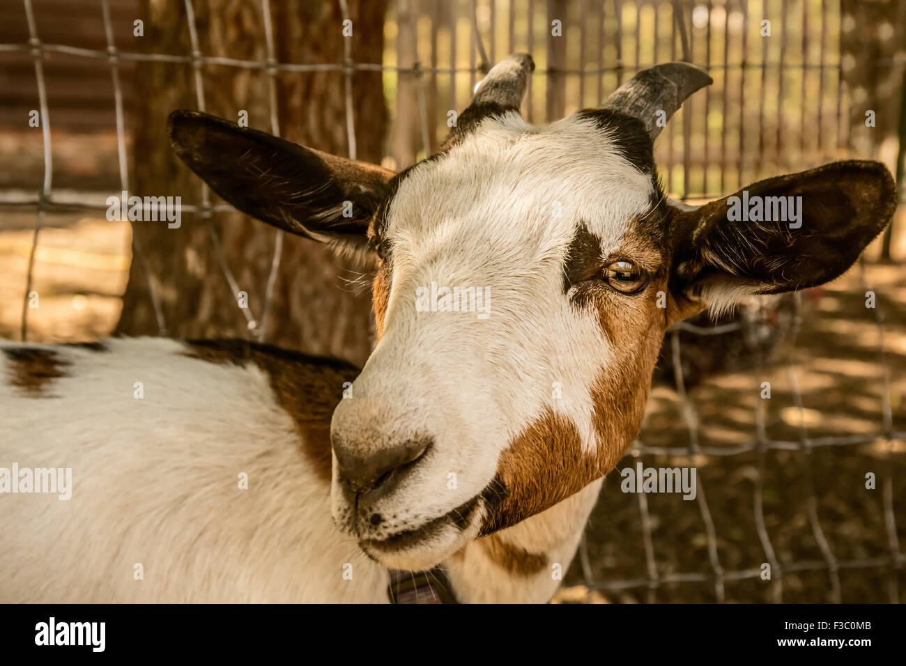 Alpine dairy goat in Leavenworth, Washington, USA Stock Photo - Alamy