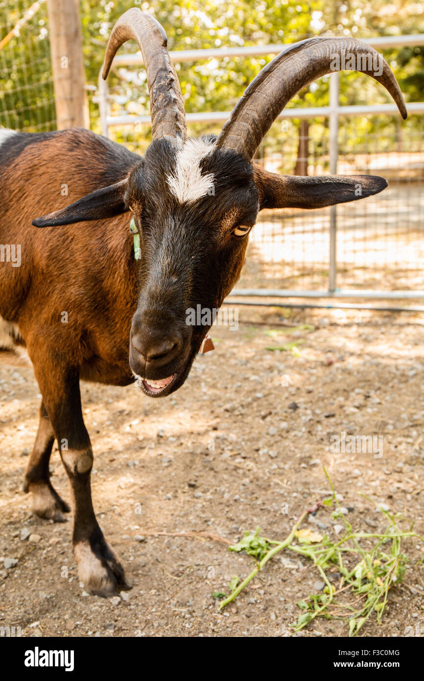 Goats curious hi-res stock photography and images - Alamy