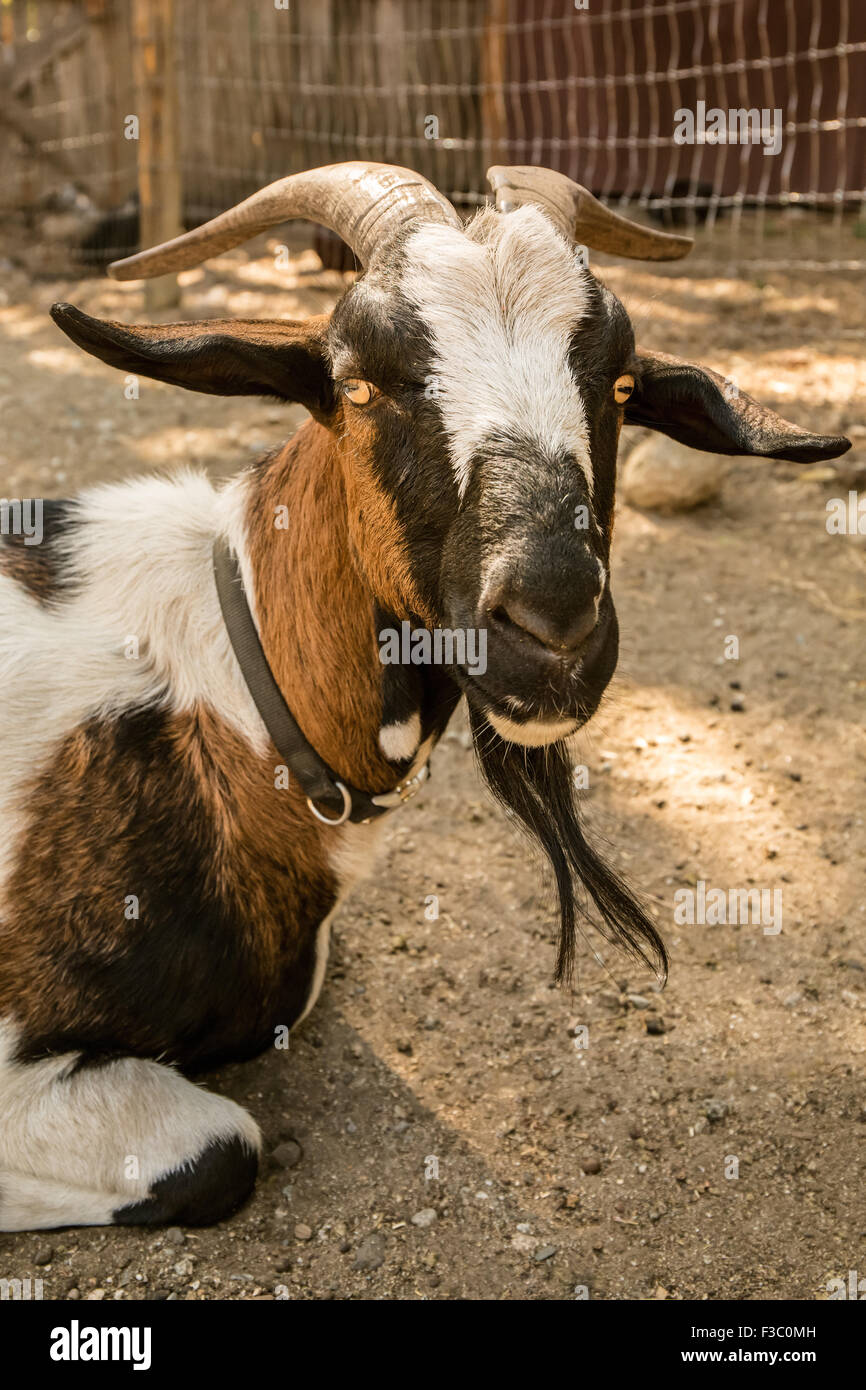 Alpine Goat