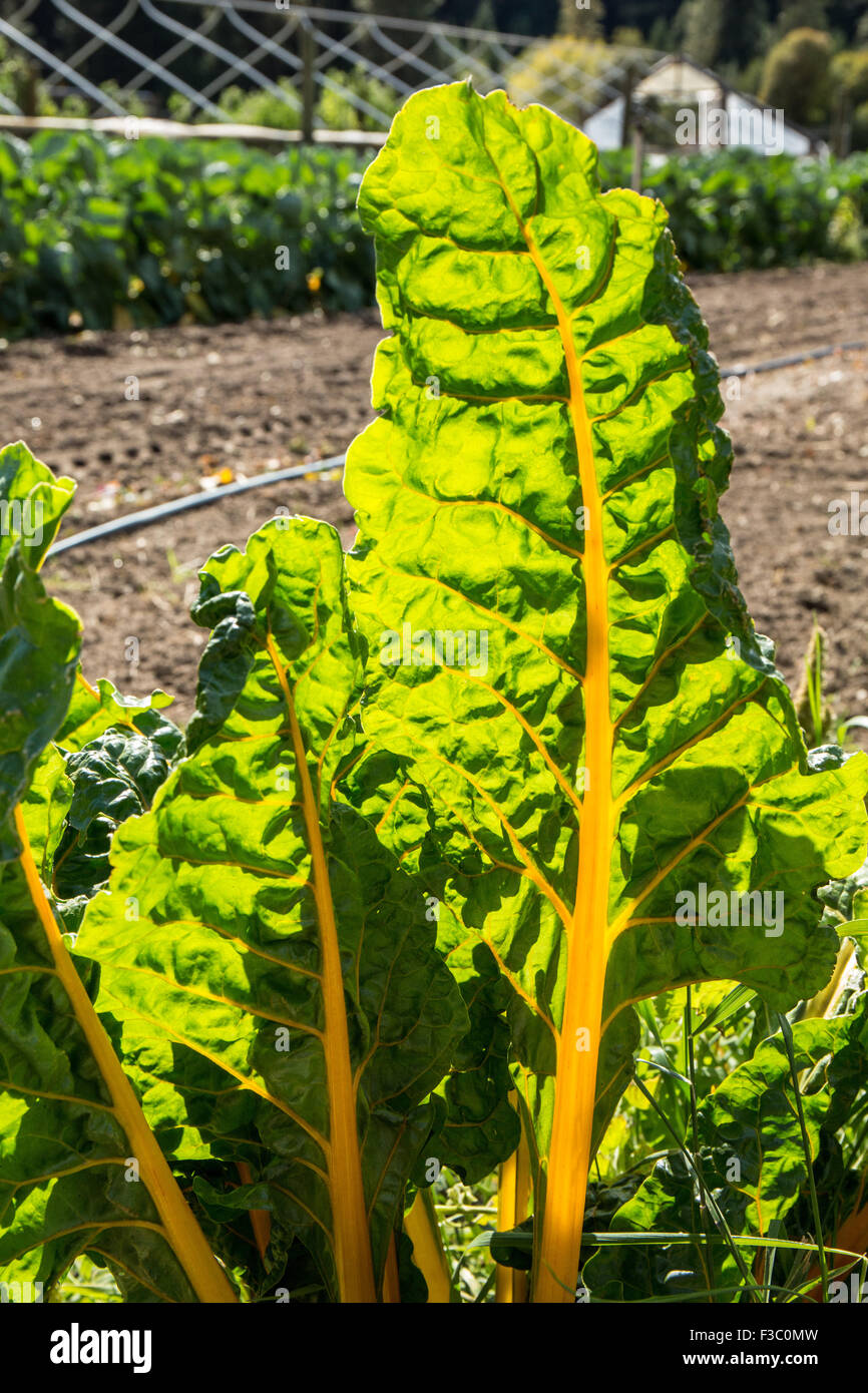 Grow swiss chard hi-res stock photography and images - Alamy