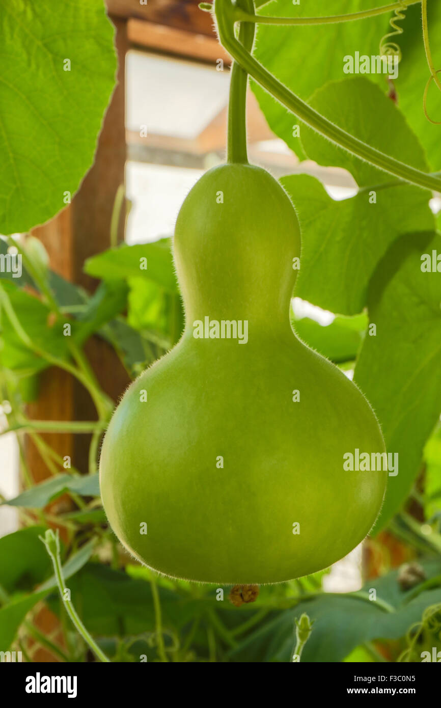 Speckled Swan Gourd, a bottle / birdhouse gourd, growing on an arbor in ...