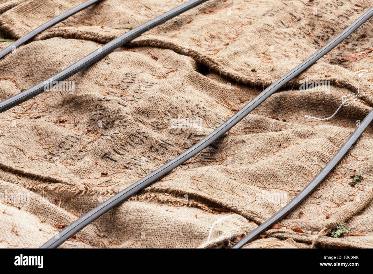Burlap bags covering vegetable garden to mulch, protect from weeds and ...