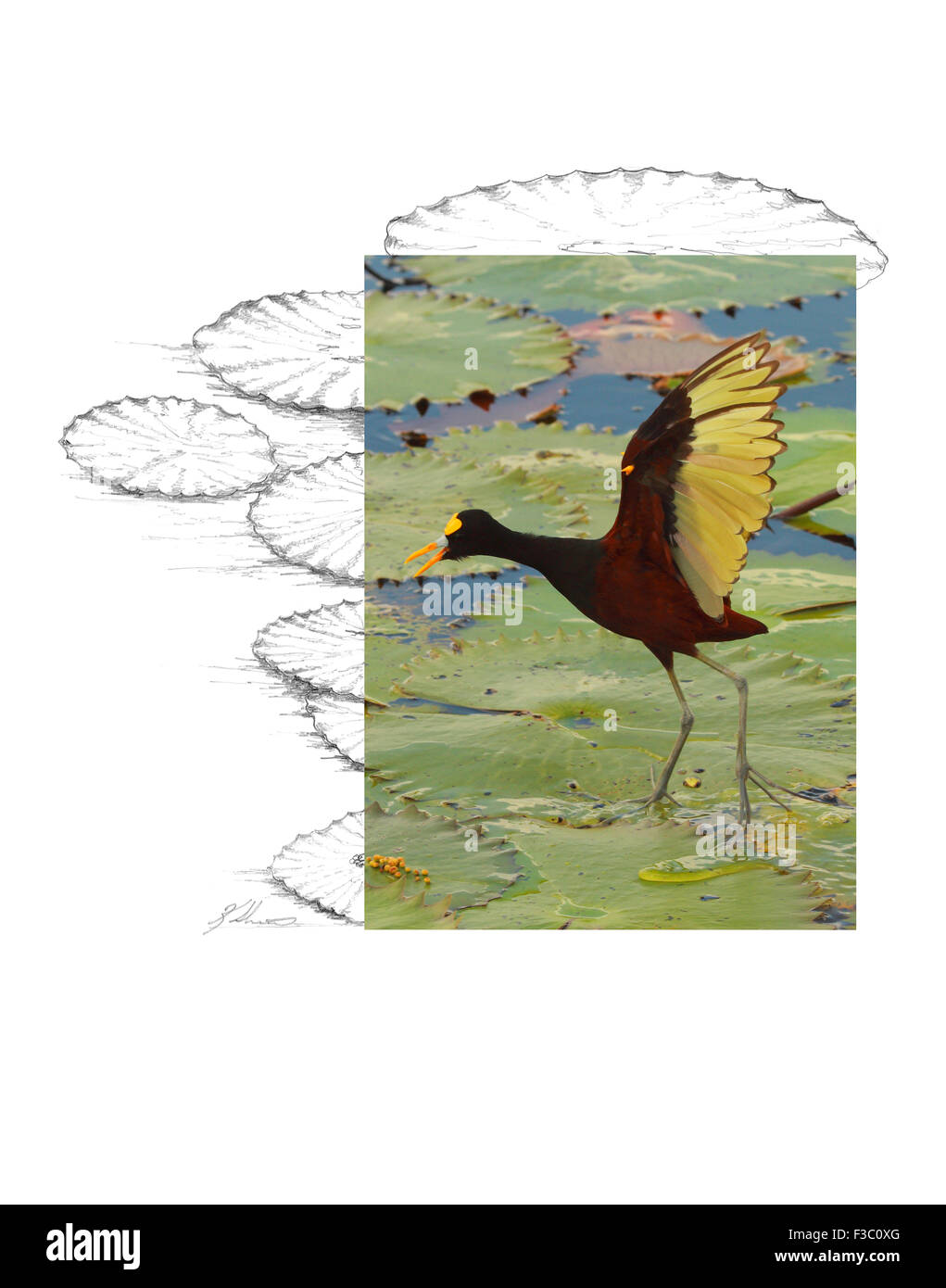 This is one of only 27 Creative Context images we have created; photo ...