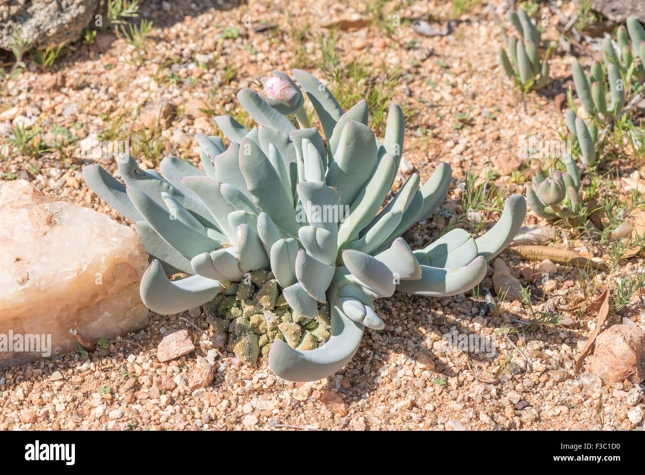 The Thumb and Finger plant, dactylopsis digitata, is a succulent from ...