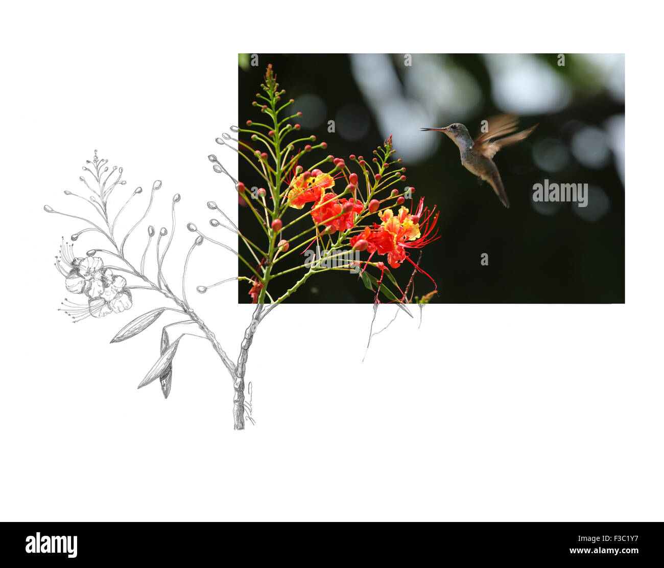 This is one of only 27 Creative Context images we have created; photo ...