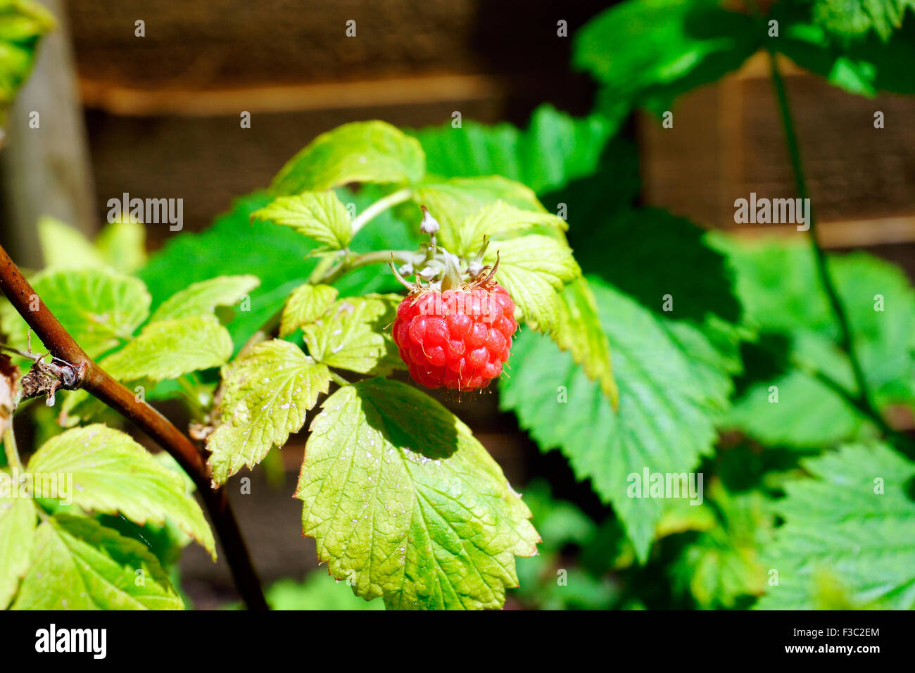 Raspberry cultivars hi-res stock photography and images - Alamy