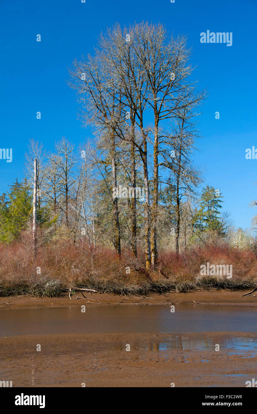 Steamboat Slough, Julia Butler Hansen Refuge for the Columbian White ...