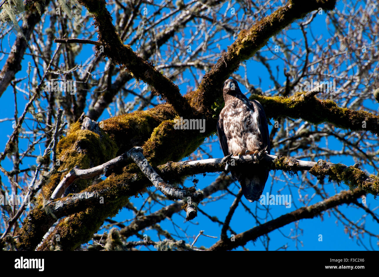 Bald eagle, Julia Butler Hansen Refuge for the Columbian White-tailed ...
