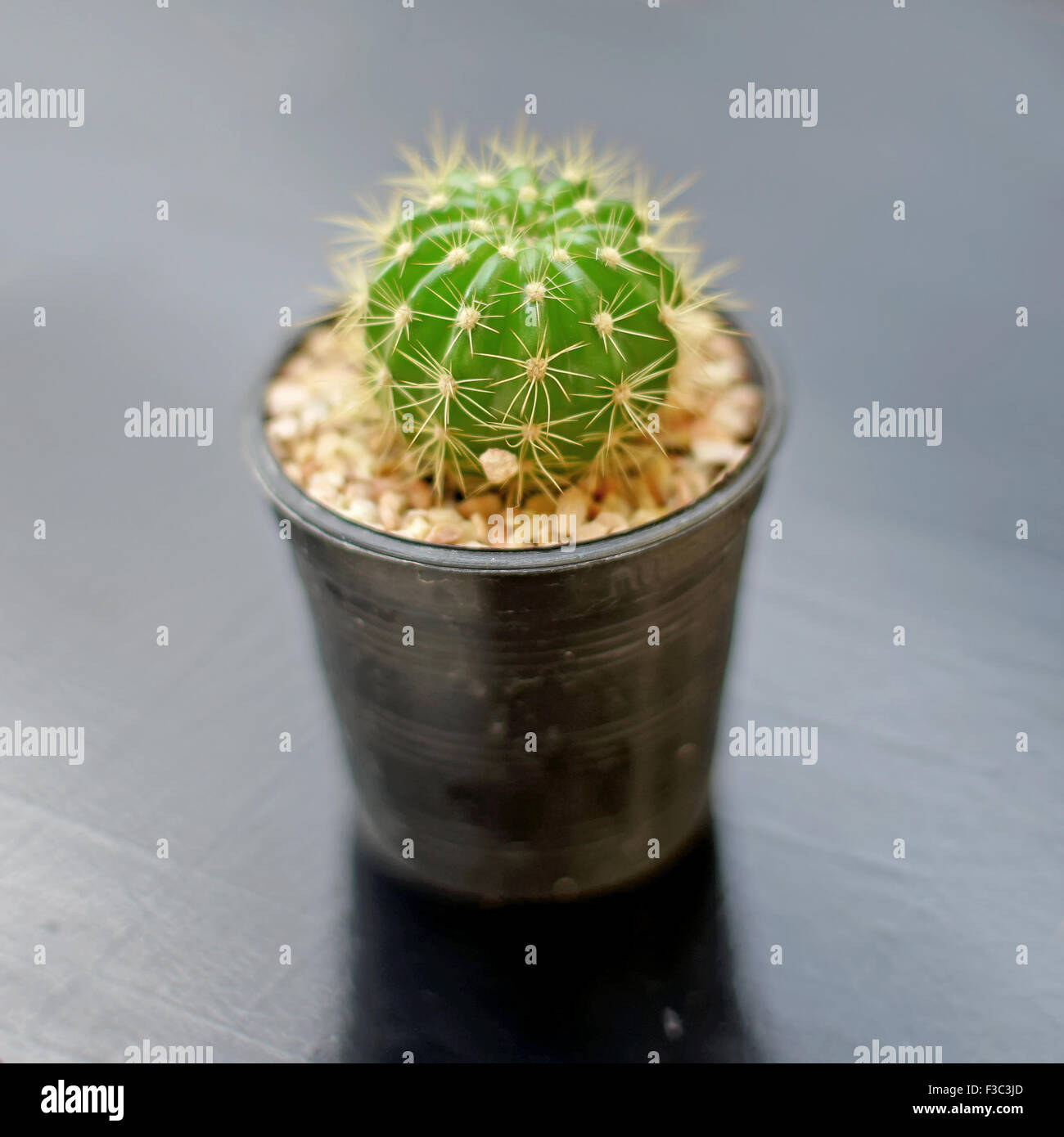 closeup of the beautiful cactus Stock Photo - Alamy