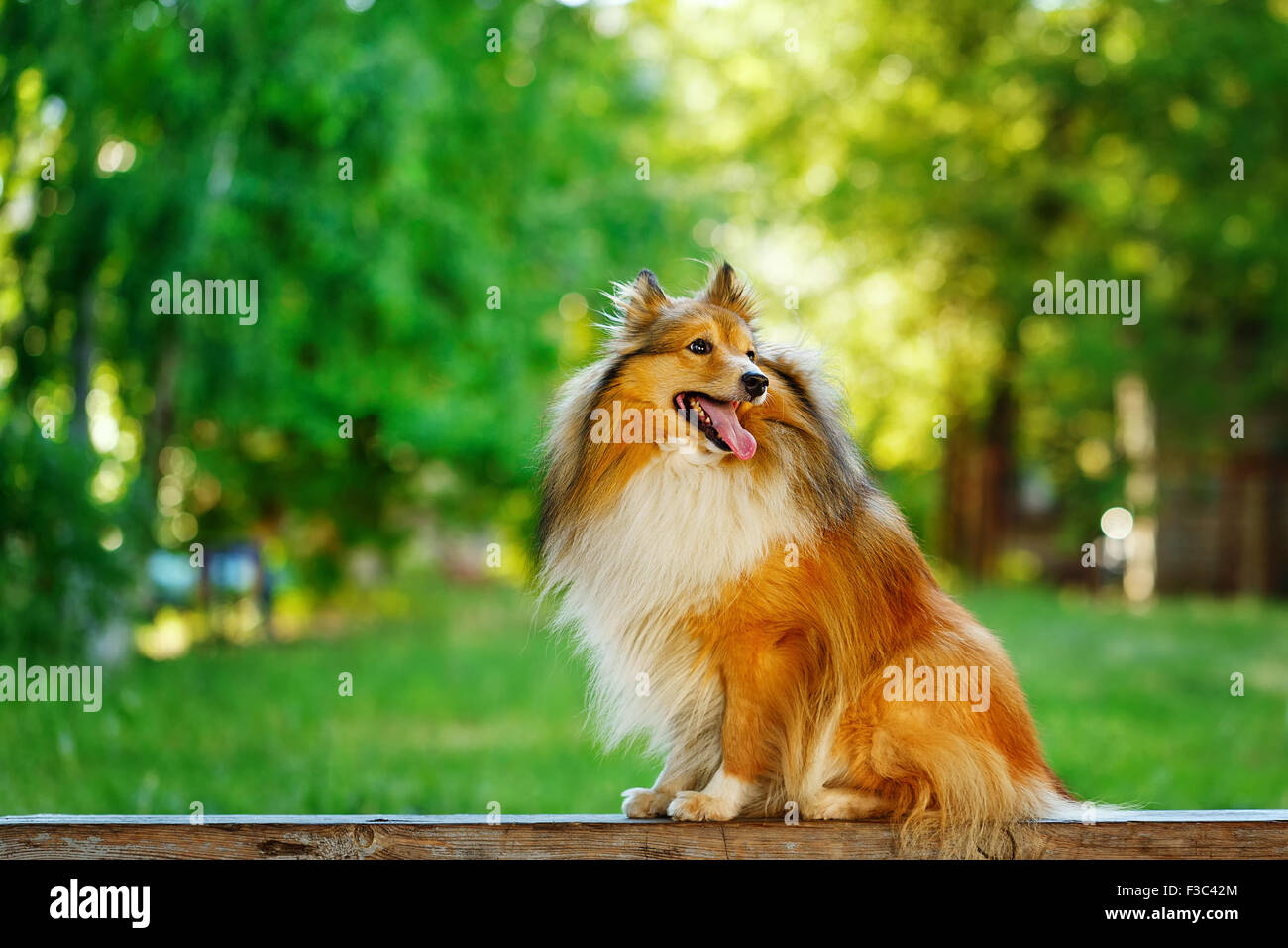 Shetland Sheepdog dog breed for a walk in the park. Cute pet. Sheltie ...