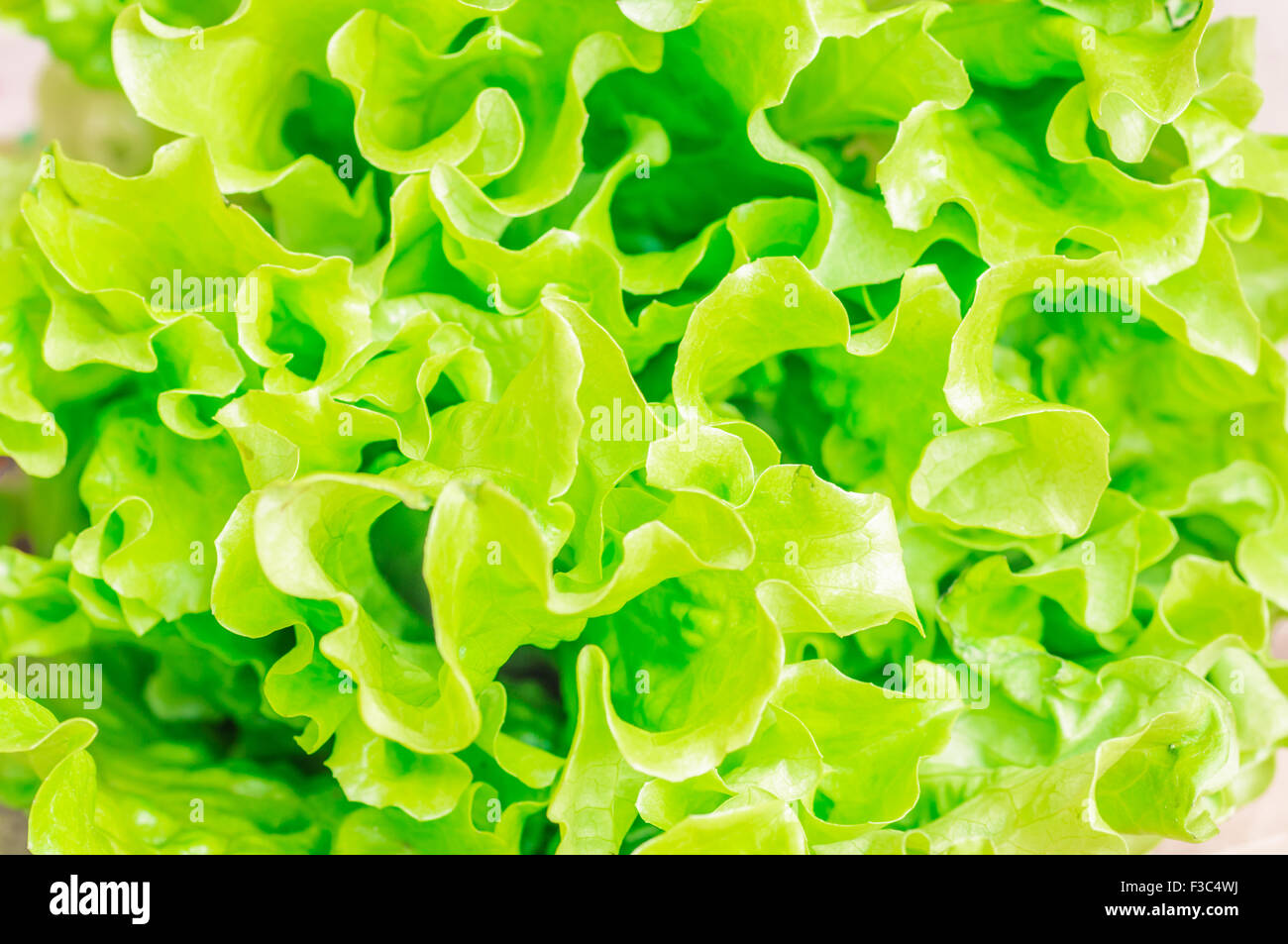 Fresh lettuce for background closeup Stock Photo - Alamy