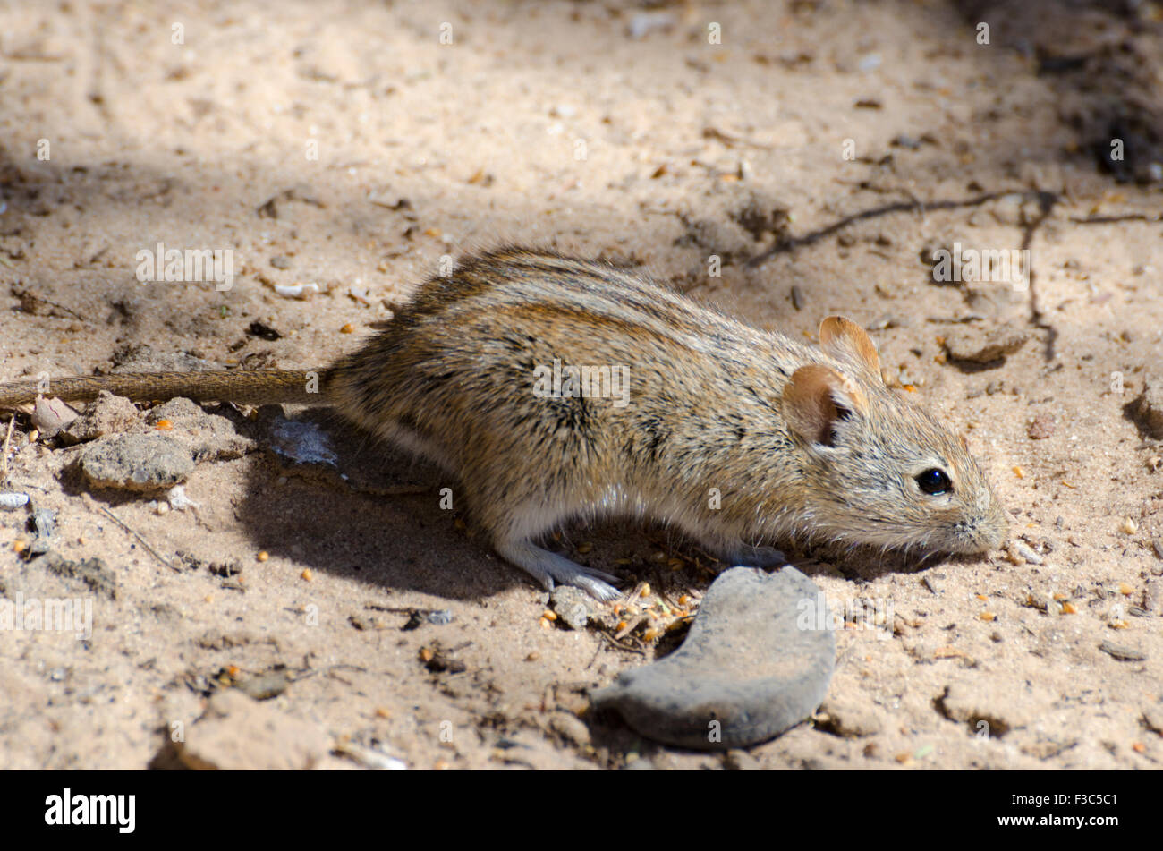 Mouse in the wild Stock Photo - Alamy