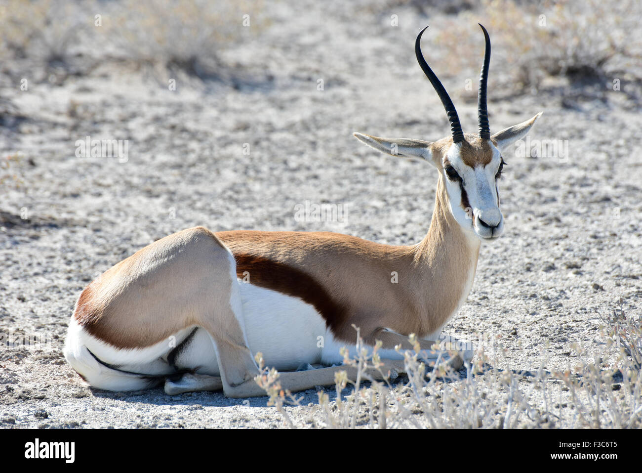 Springbok in the wild, in Etosha National Park, Namibia Stock Photo - Alamy