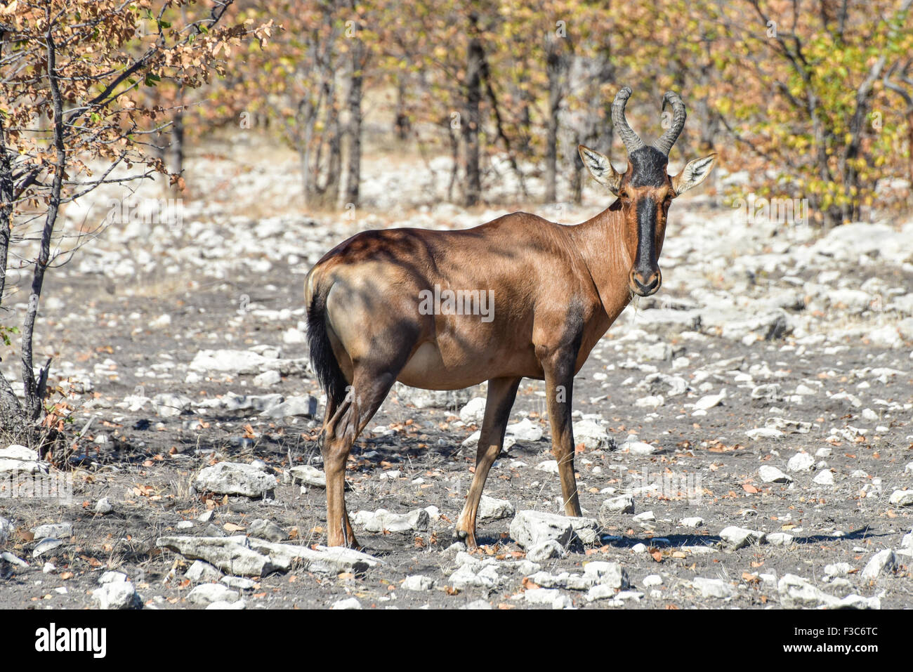 Red hartebeest (Alcelaphus buselaphus) in Etosha National Park, Namibia ...