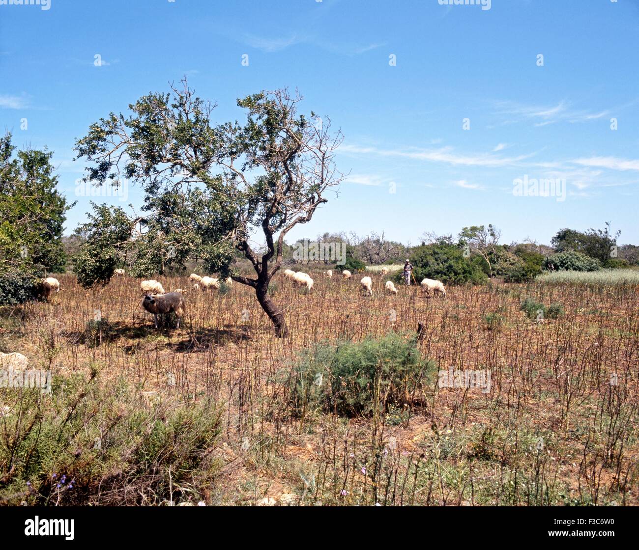 Portuguese shepherd tending his sheep in a field, Algarve, Portugal ...