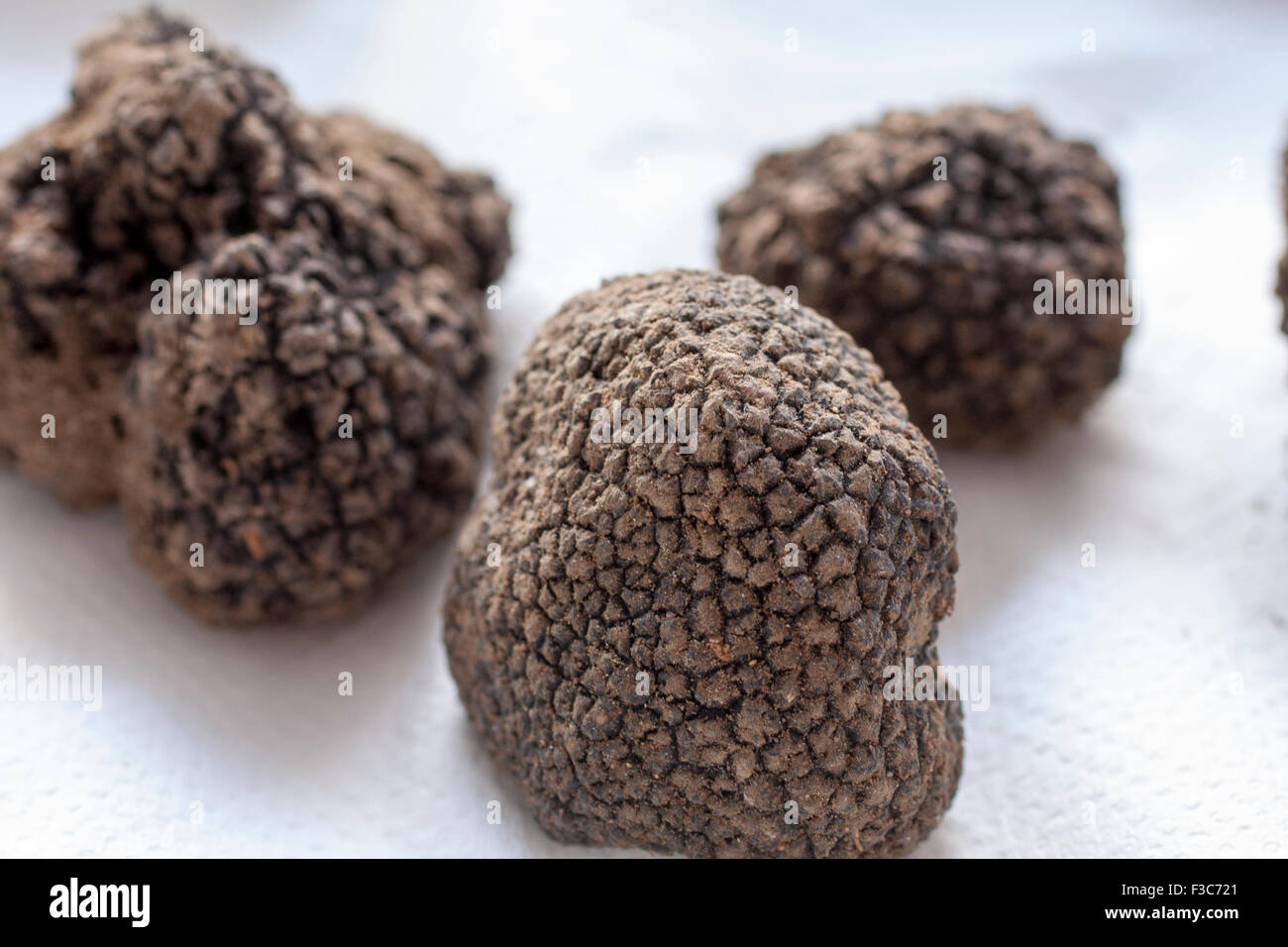 black truffles - tuber melanosporum Stock Photo - Alamy