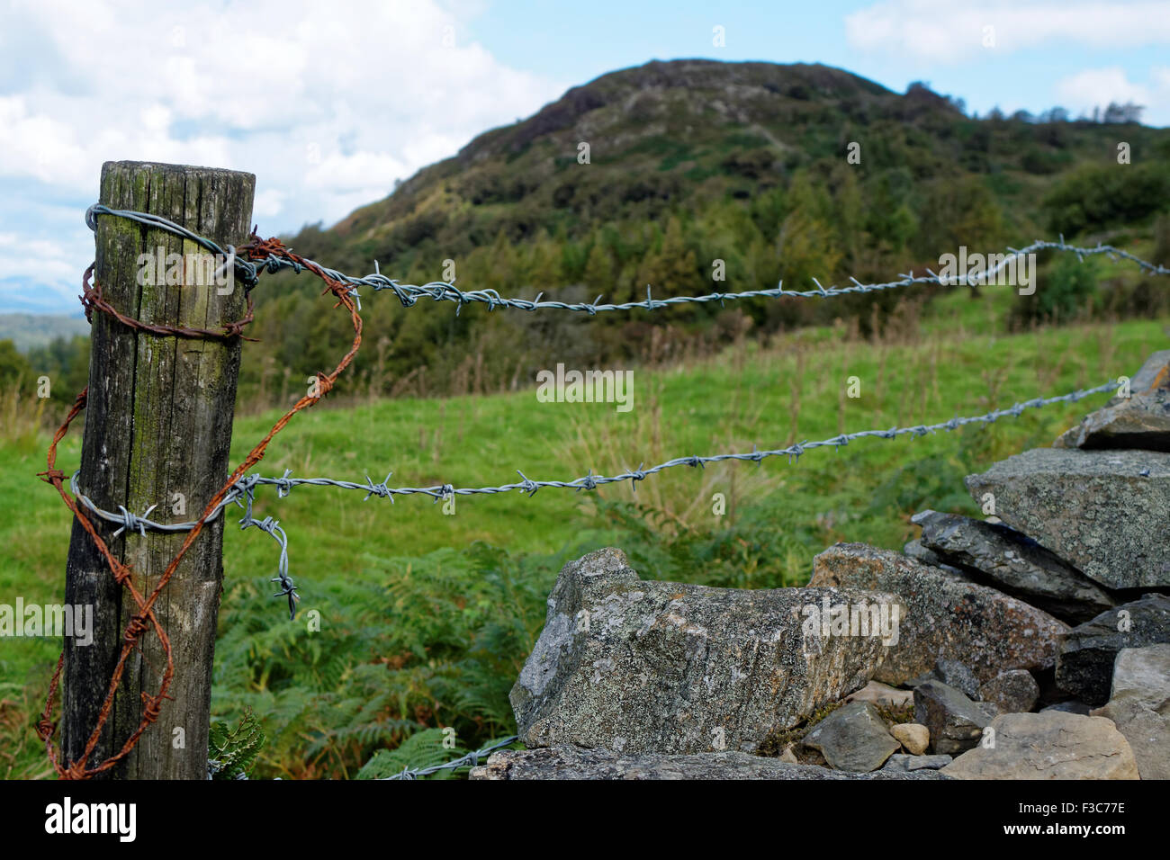 Gummers how hi-res stock photography and images - Alamy