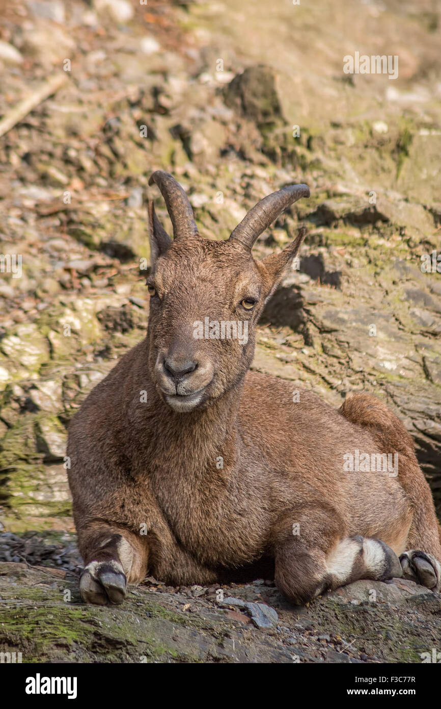 Capra caucasica caucasica hi-res stock photography and images - Alamy