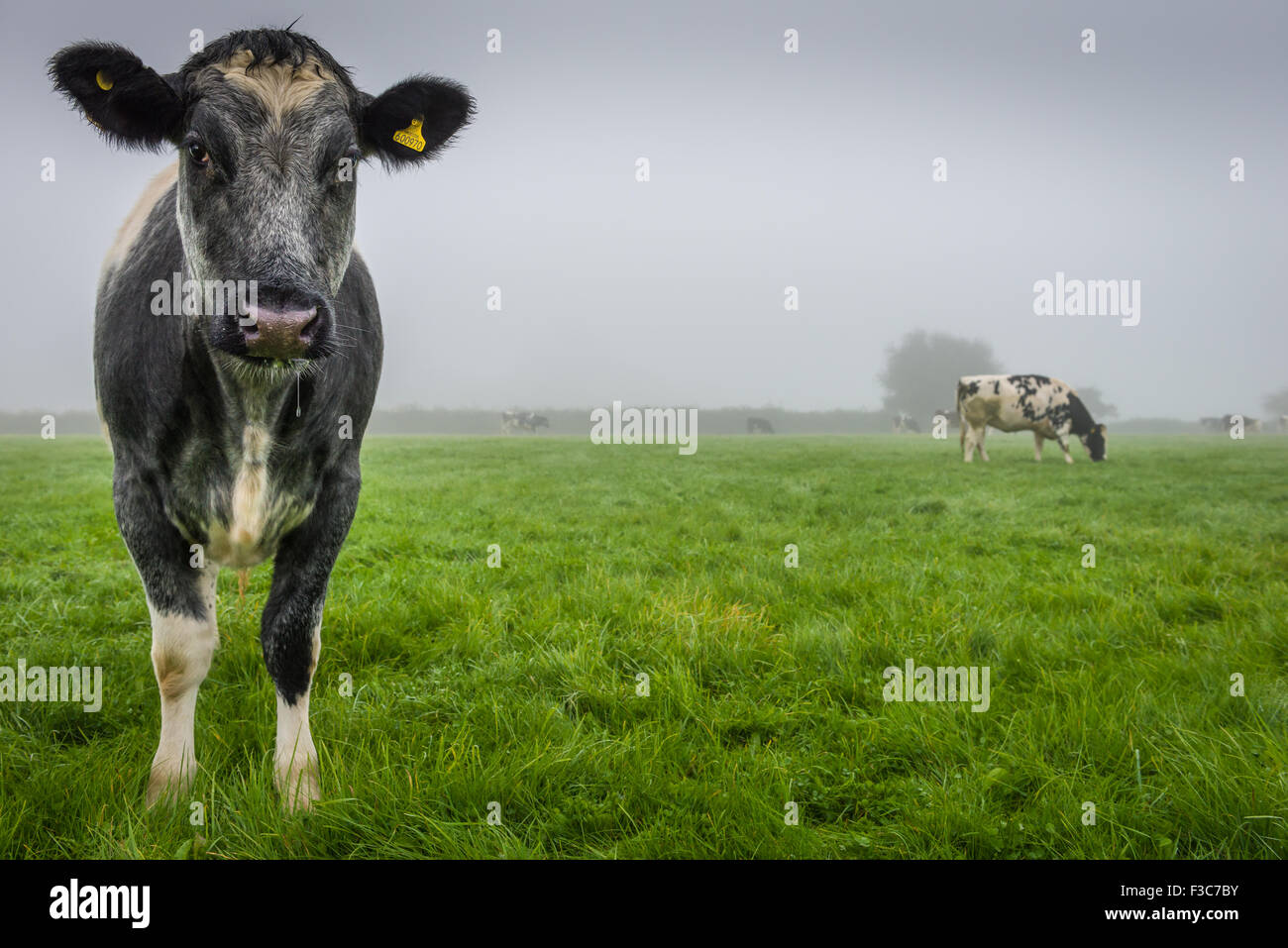 Cows in the Mist Stock Photo - Alamy