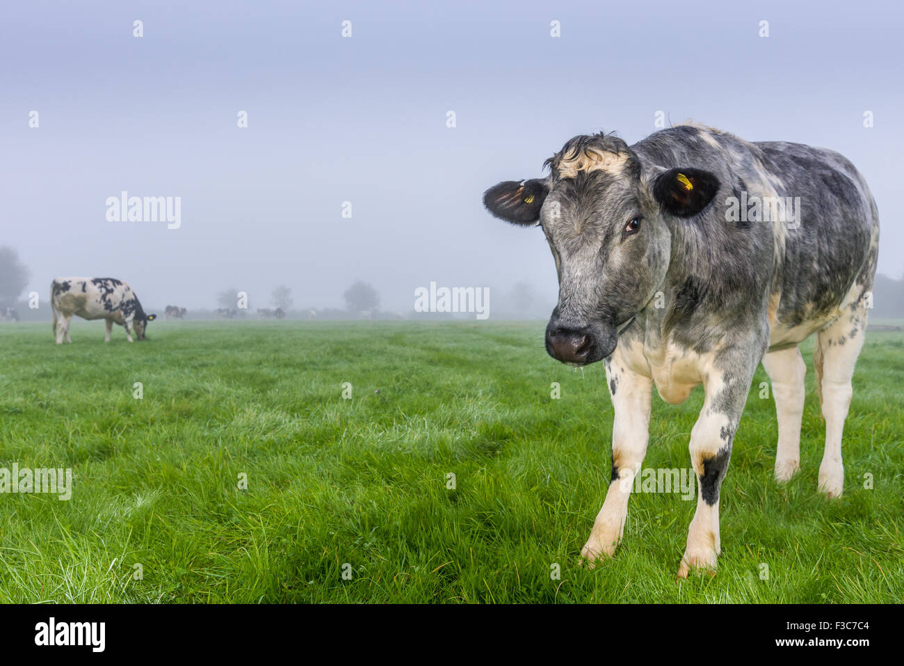 Cows in the Mist Stock Photo - Alamy