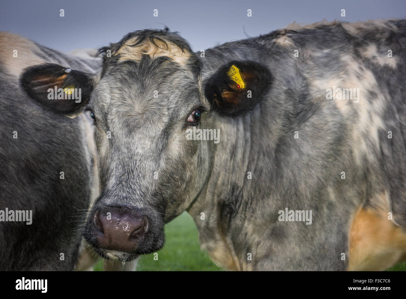 Cows in the Mist Stock Photo - Alamy