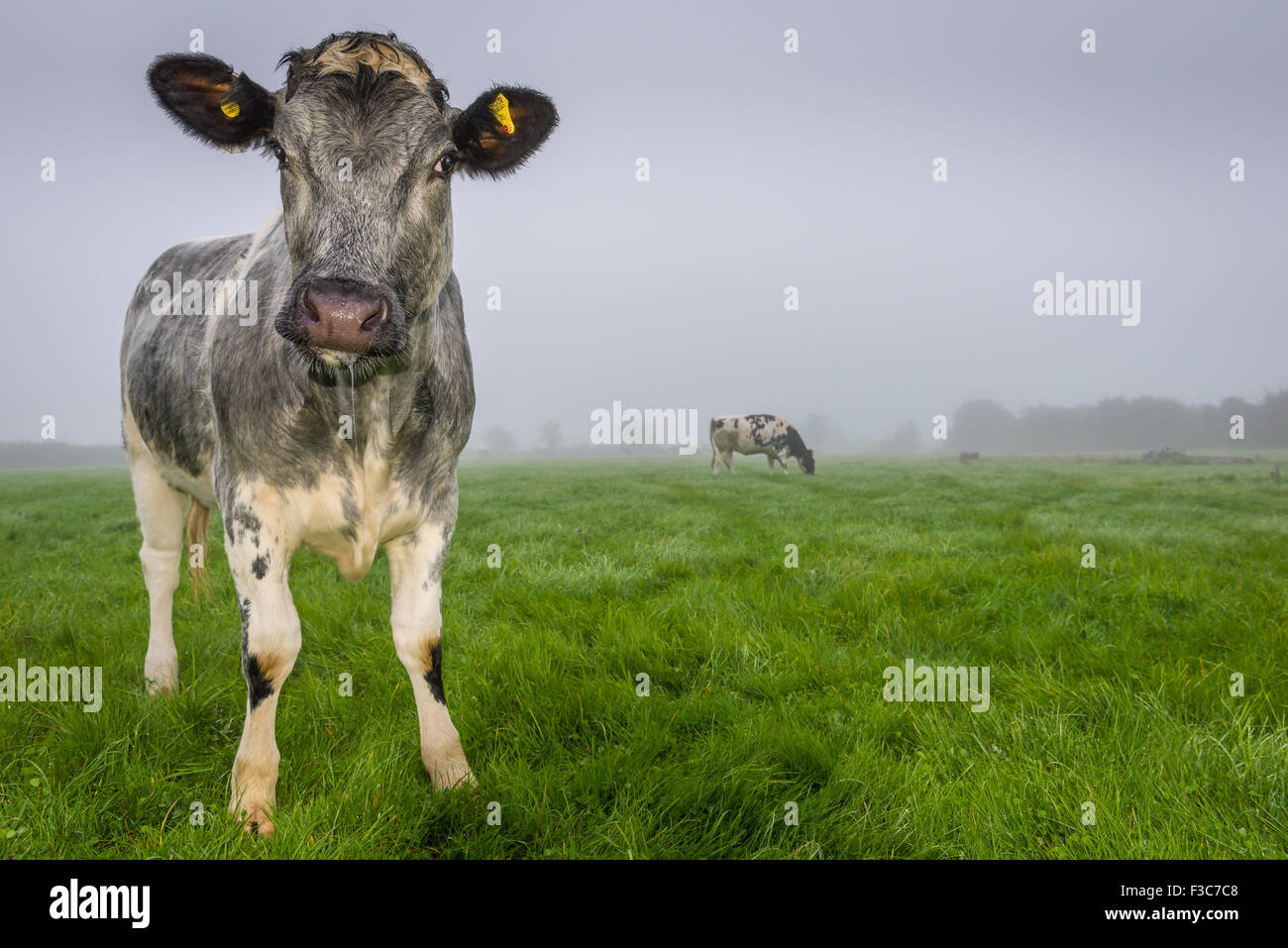 Cows in the Mist Stock Photo - Alamy