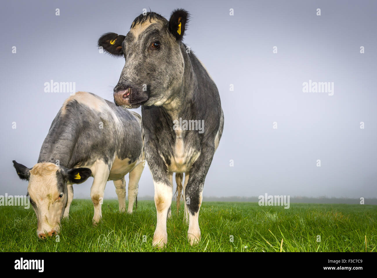 Cows in the Mist Stock Photo - Alamy