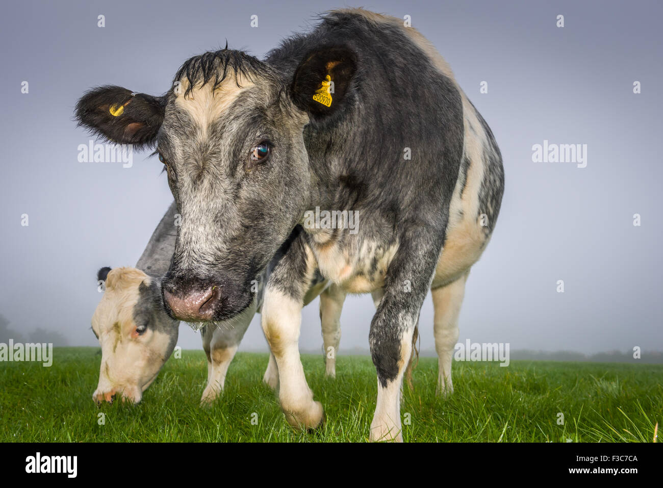 Cows in the Mist Stock Photo - Alamy