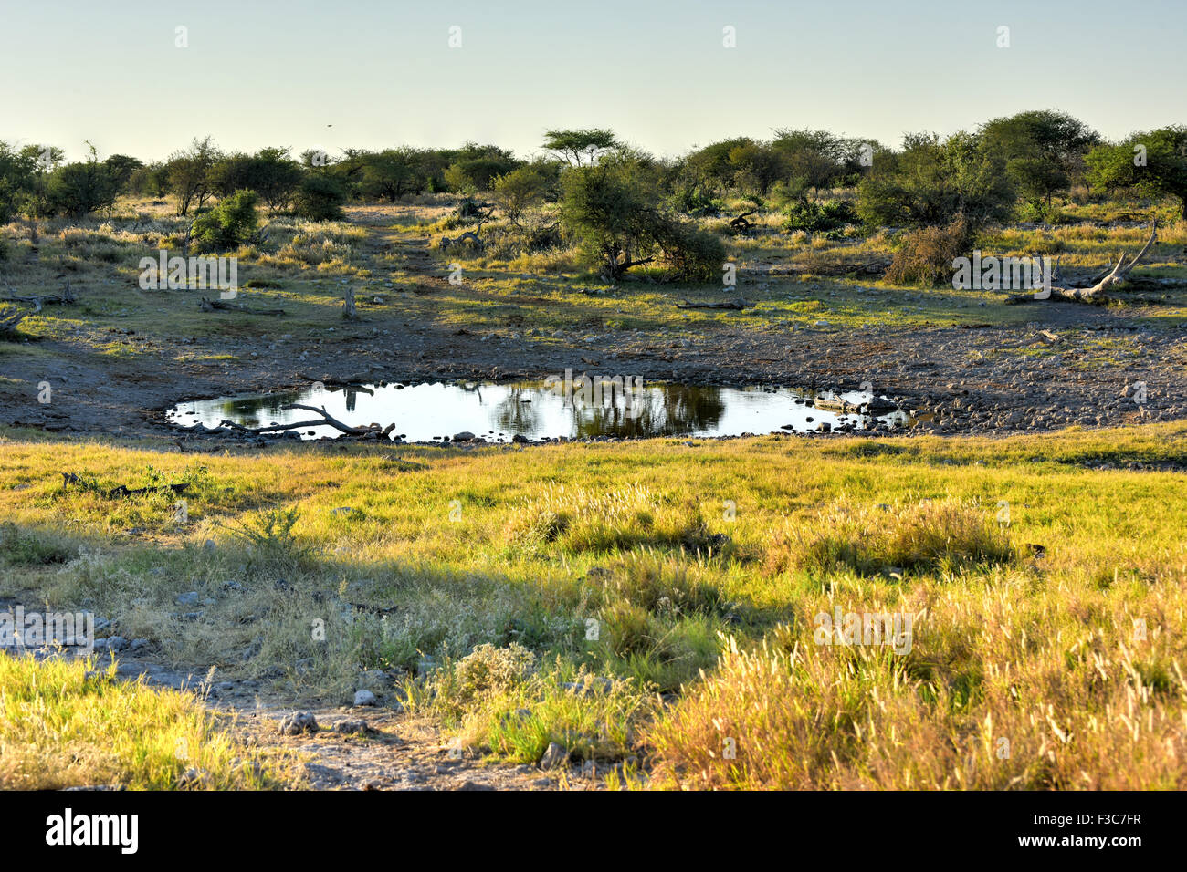 Watering hole in Etosha National Park, Namibia Stock Photo - Alamy