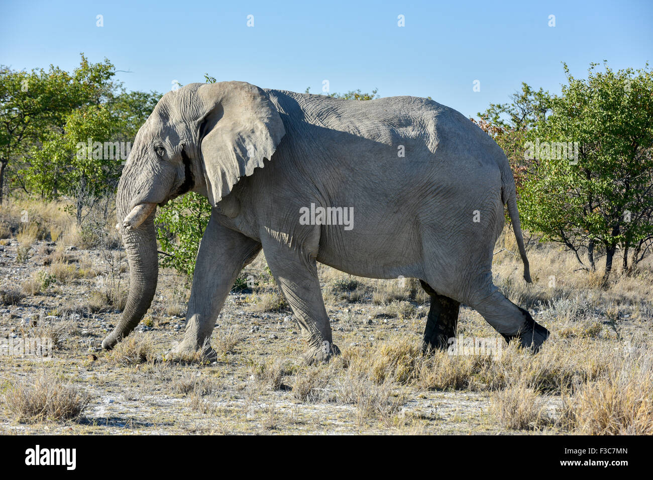 Elephant in the wild in Etosha National Park, Namibia, Africa Stock ...