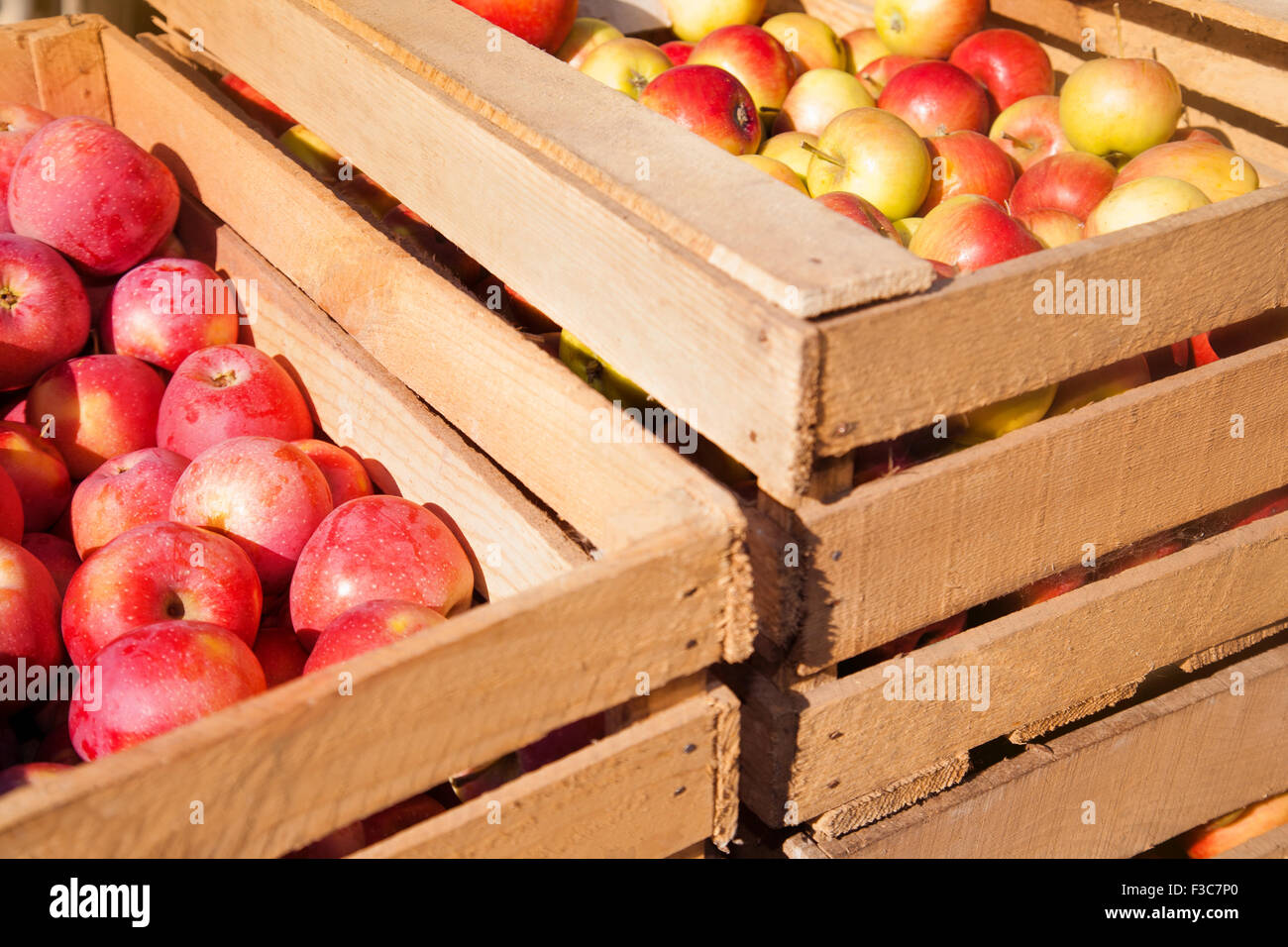 Wooden boxes with ripe red apples on a sunny day Stock Photo - Alamy