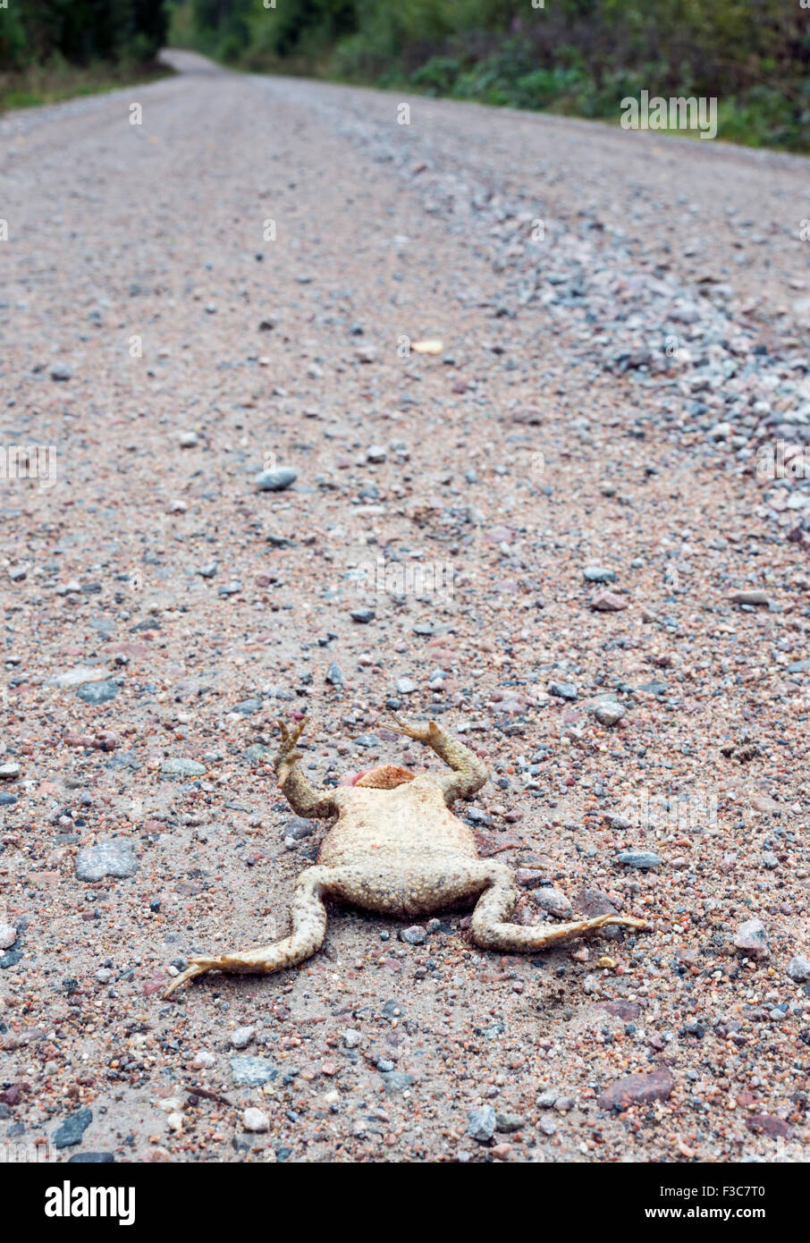 Run over frog Stock Photo - Alamy