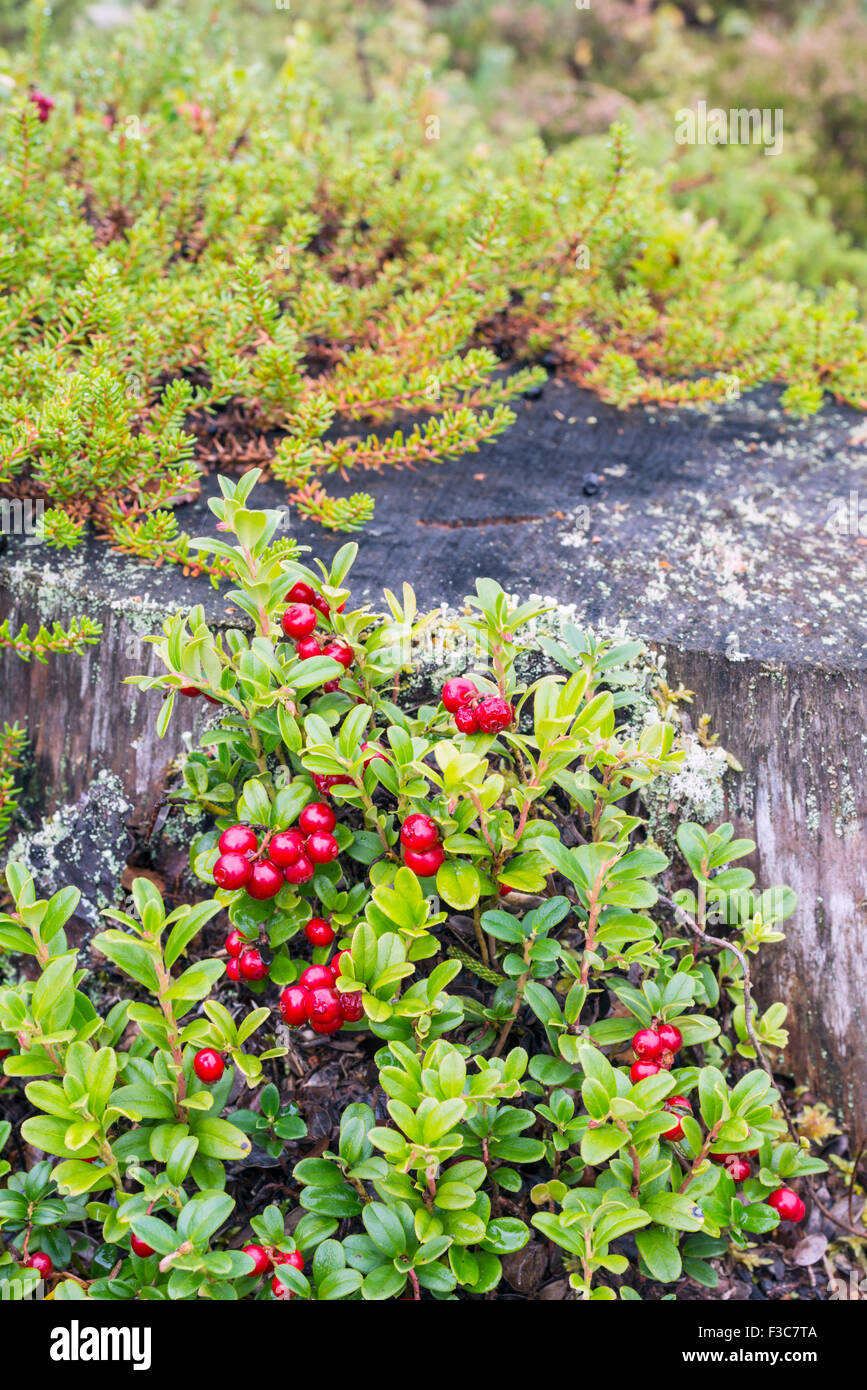 Lingon berry plant hi-res stock photography and images - Alamy