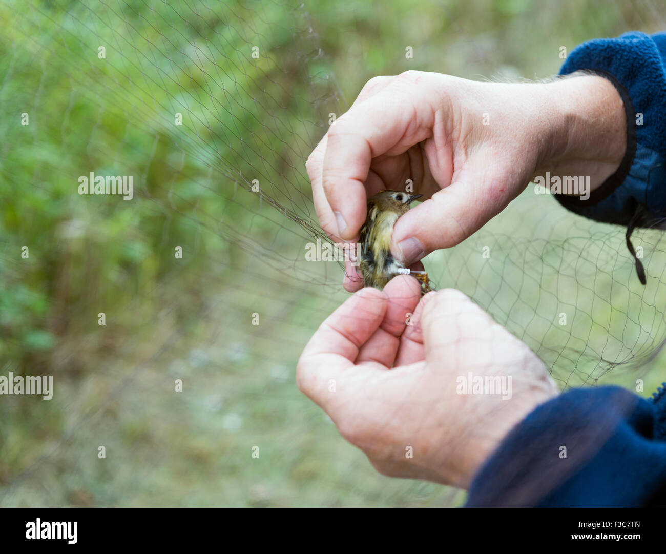 Bird ringing hi-res stock photography and images - Alamy