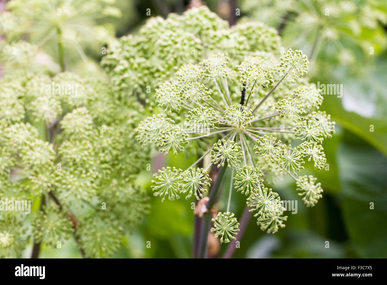 Angelica plant hi-res stock photography and images - Alamy