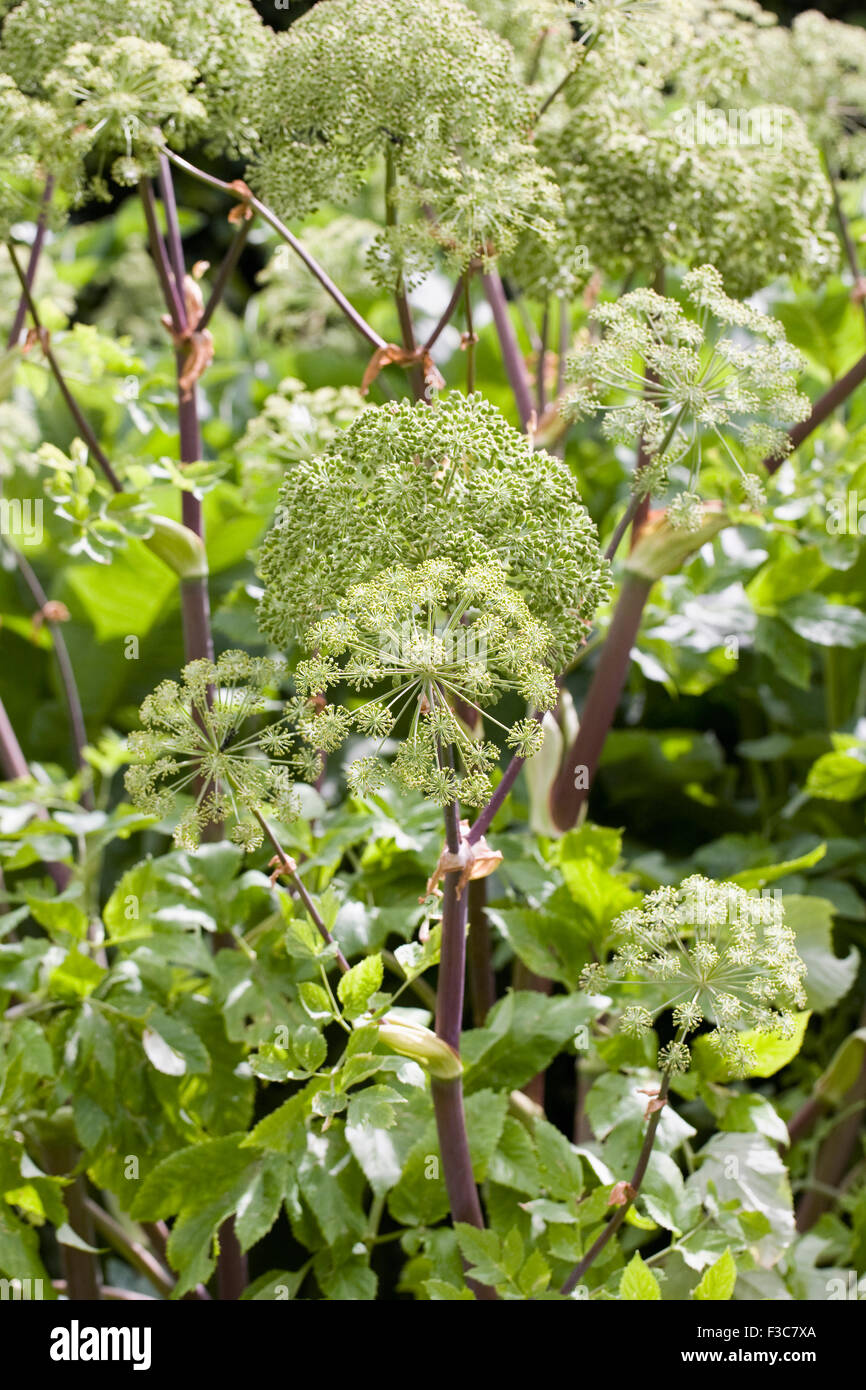 Angelica Plant Edible at Sheila Deck blog