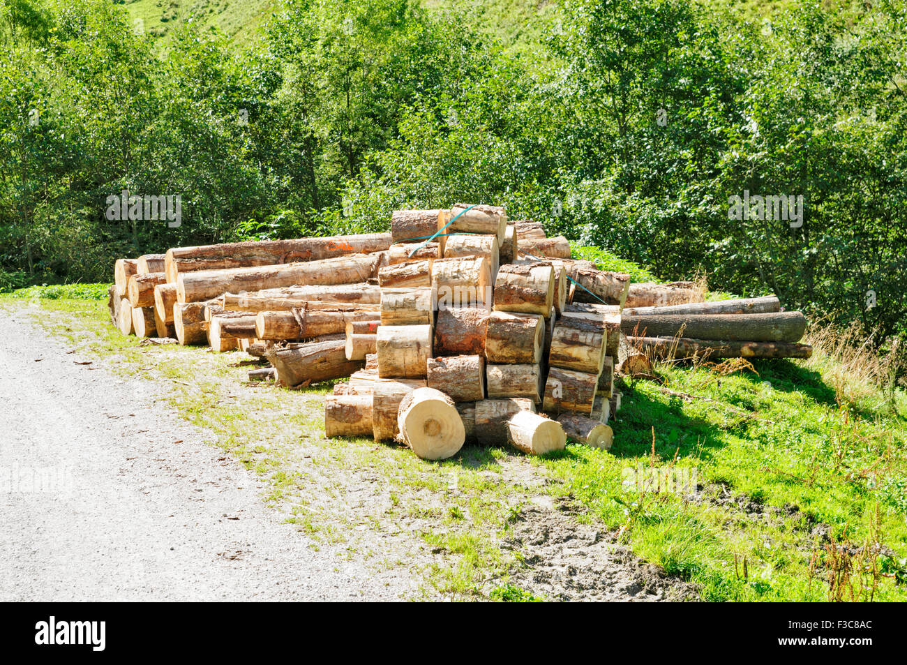 Timber industry. Harvested logs removed from a forest. Photographed in ...