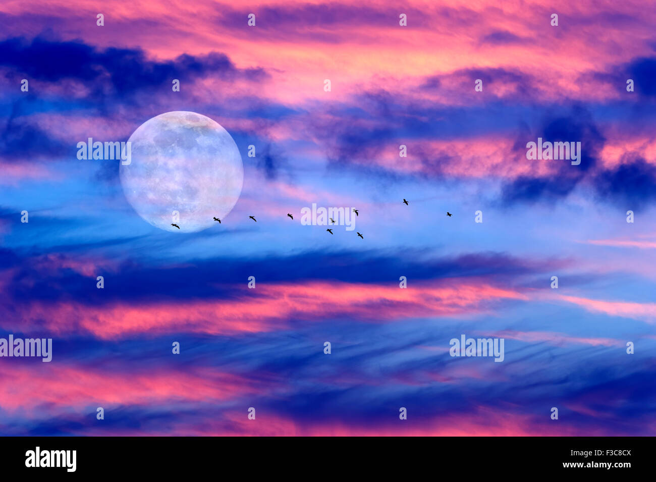 Lunar birds hi-res stock photography and images - Alamy